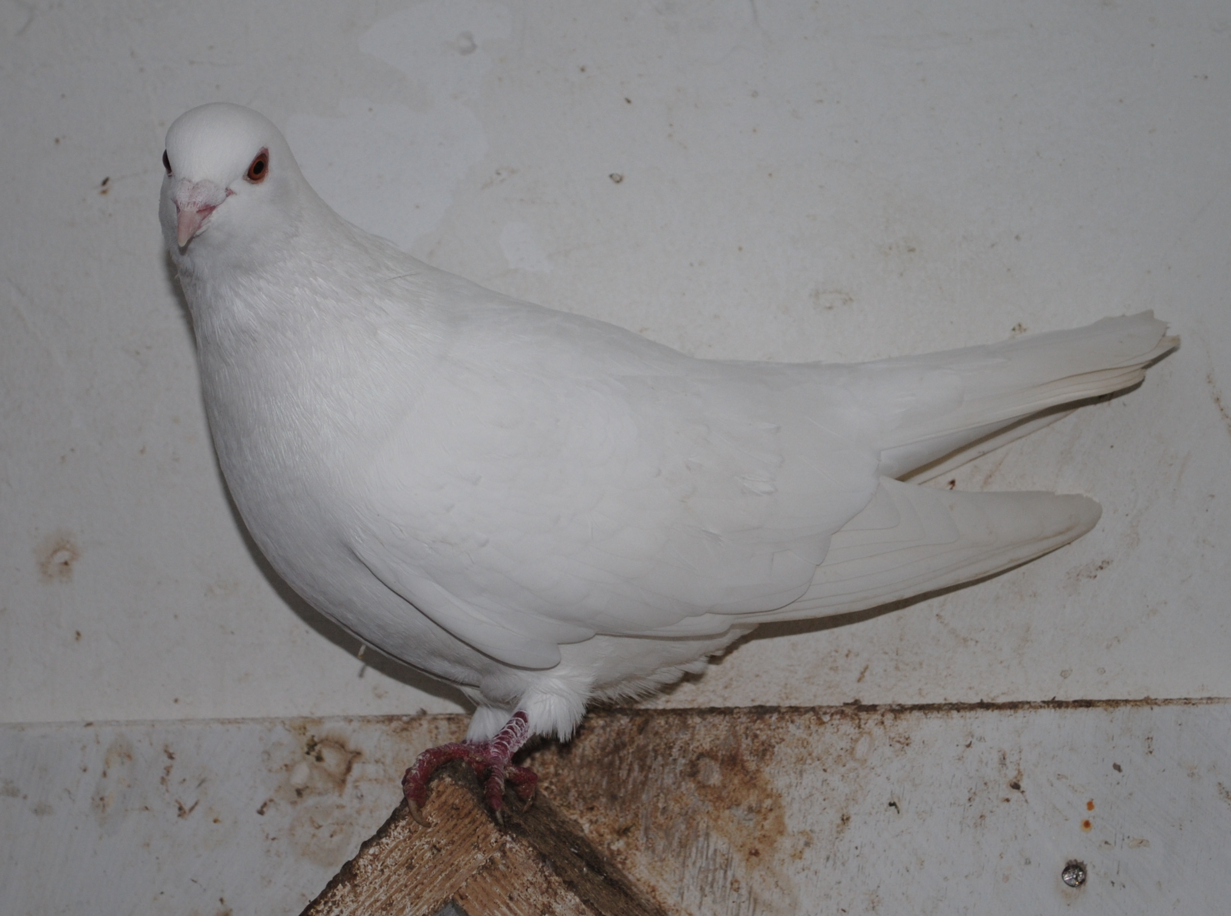 Duifeuilletil — Bistedokter